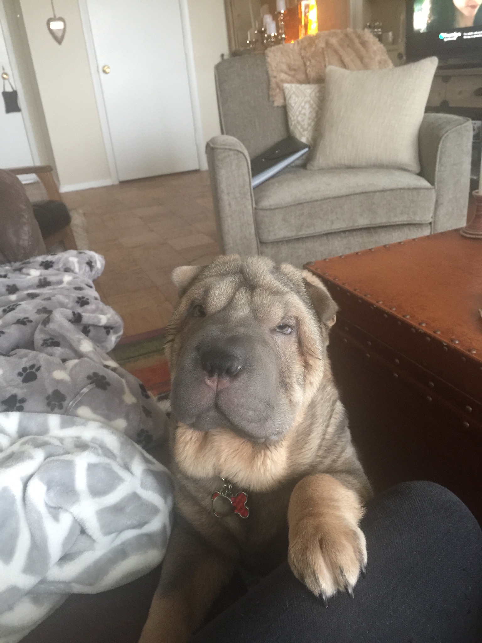 2CCCD8A9-B120-451F-8B38-AFBA74CB08A4 – Welcome to Zealous Blue Shar Pei