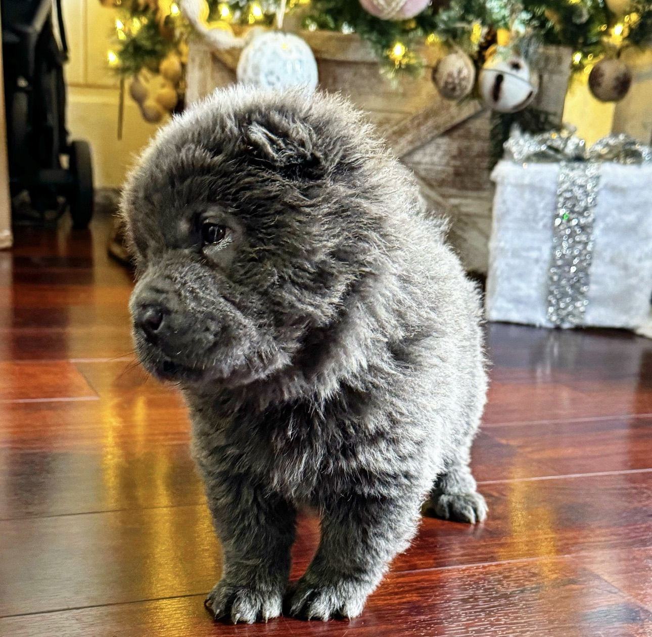 Available Puppies – Welcome to Zealous Blue Shar Pei