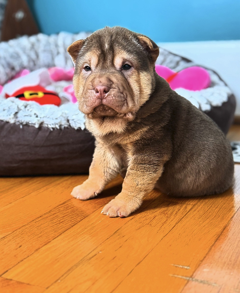 Available Puppies – Welcome to Zealous Blue Shar Pei