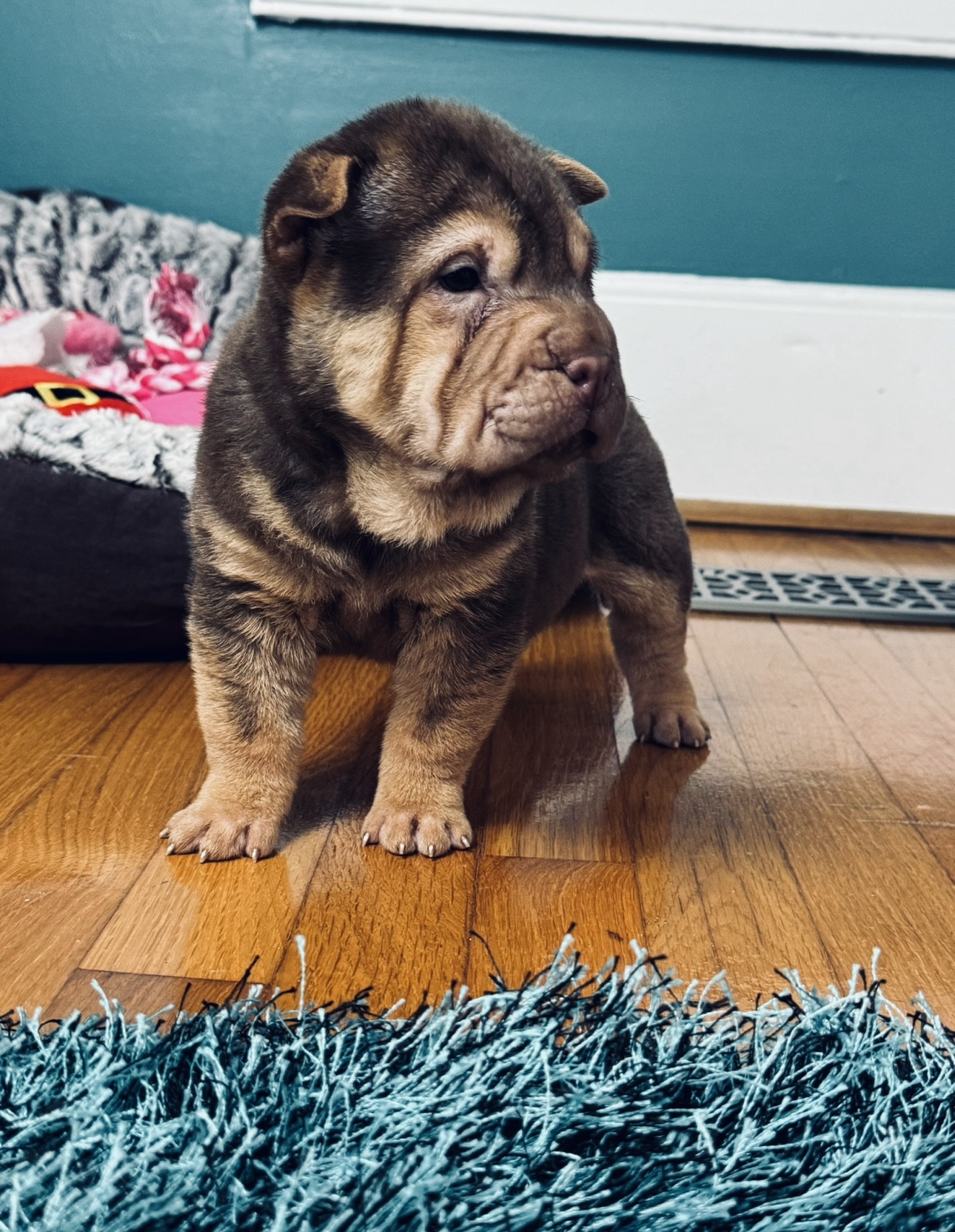 Available Puppies – Welcome to Zealous Blue Shar Pei