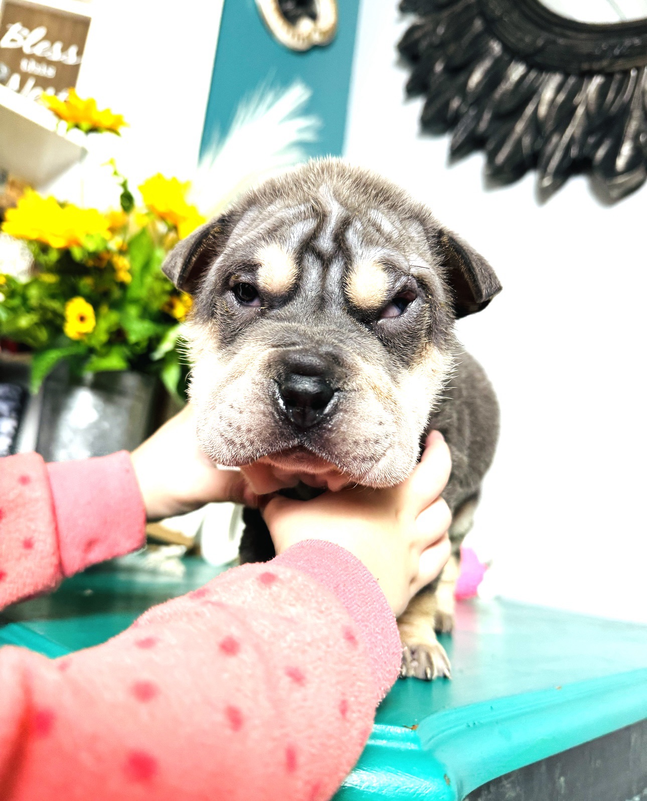 Available Puppies – Welcome to Zealous Blue Shar Pei