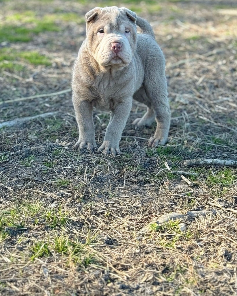 Available Puppies – Welcome to Zealous Blue Shar Pei