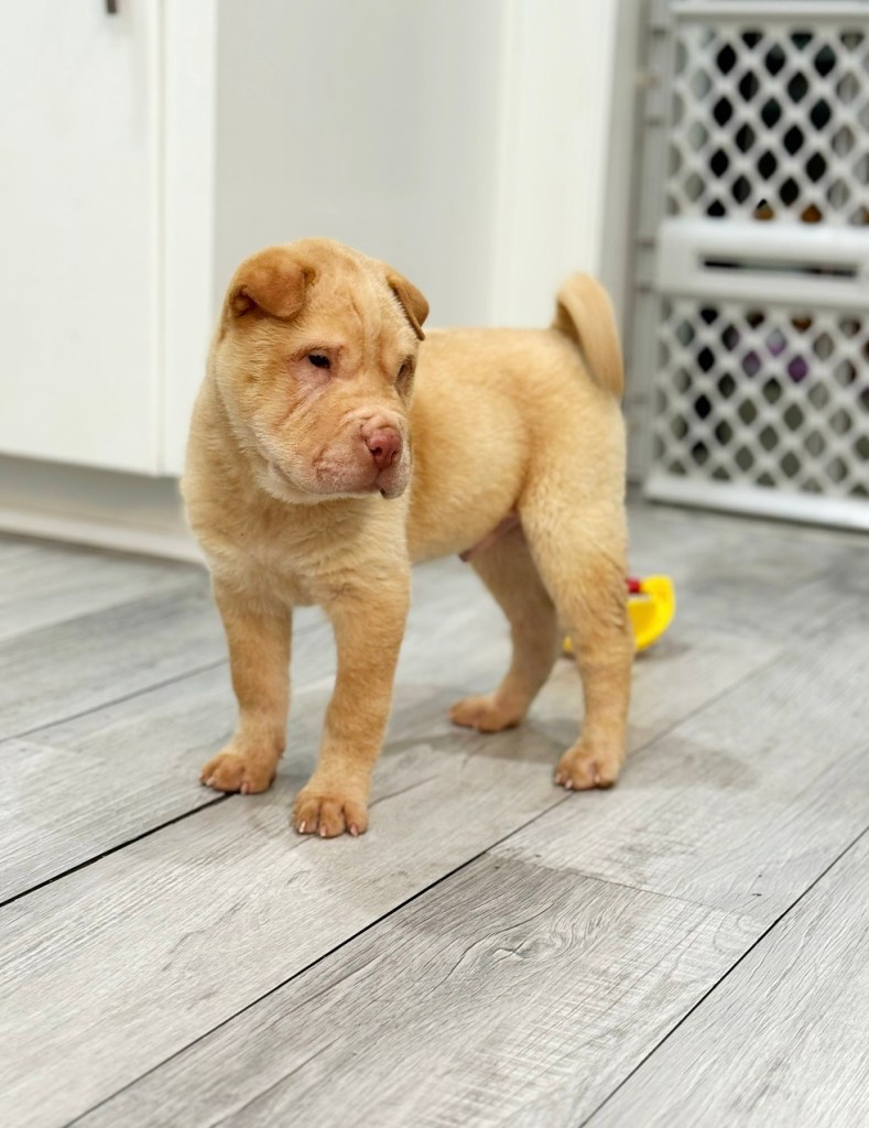 Available Puppies – Welcome to Zealous Blue Shar Pei