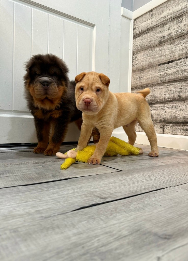 Available Puppies – Welcome to Zealous Blue Shar Pei