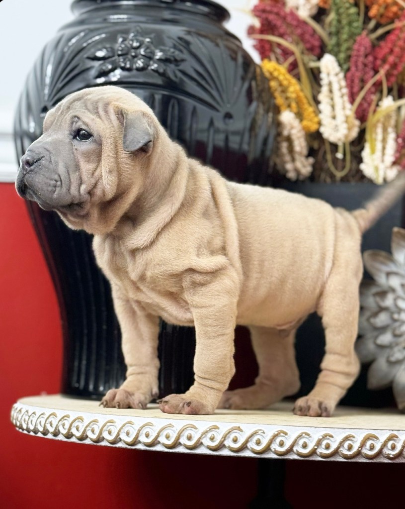 Available Puppies – Welcome to Zealous Blue Shar Pei