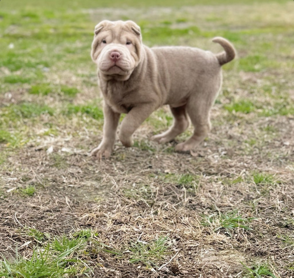 Available Puppies – Welcome to Zealous Blue Shar Pei
