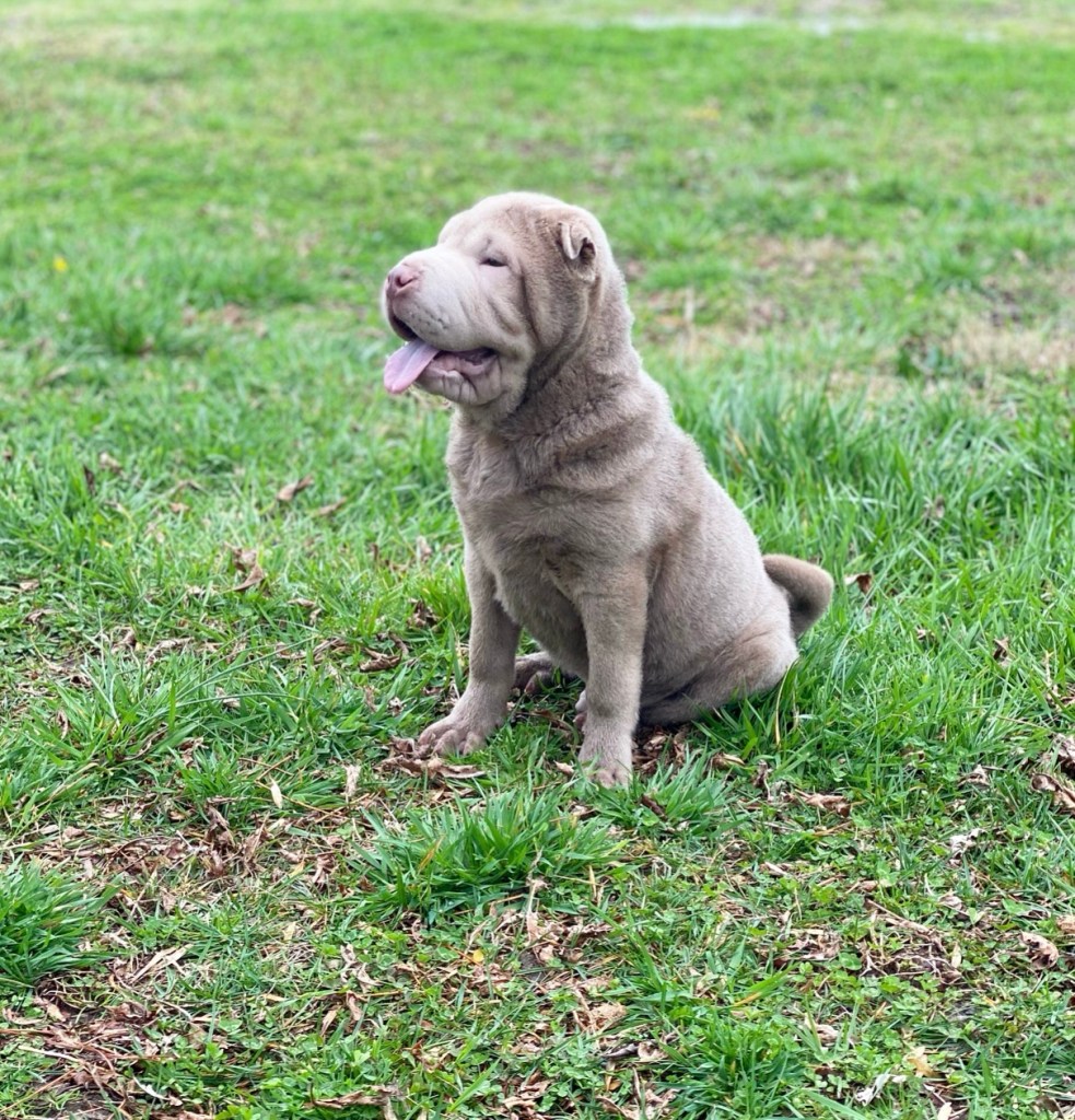 Available Puppies – Welcome to Zealous Blue Shar Pei
