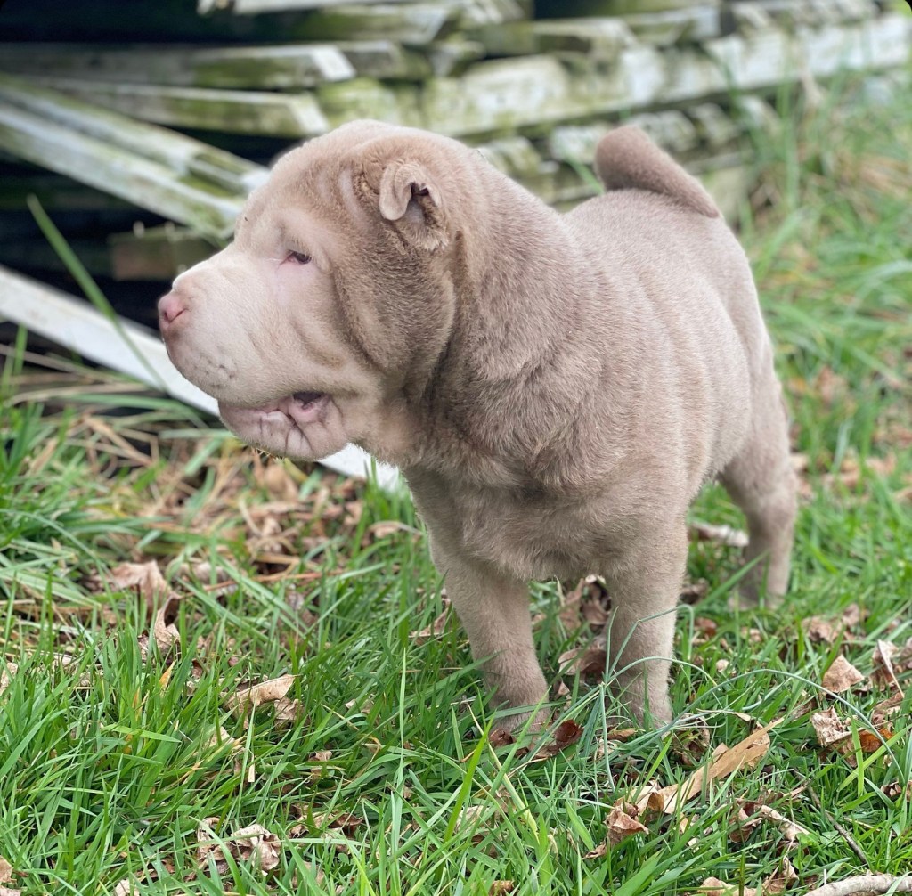 Available Puppies – Welcome to Zealous Blue Shar Pei