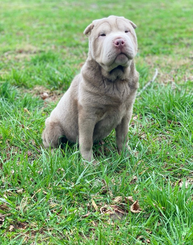 Available Puppies – Welcome to Zealous Blue Shar Pei
