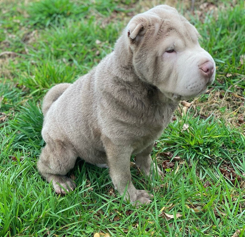 Available Puppies – Welcome to Zealous Blue Shar Pei
