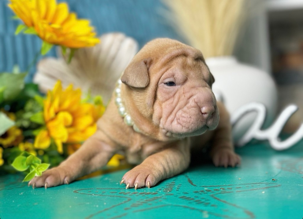 Available Puppies – Welcome to Zealous Blue Shar Pei
