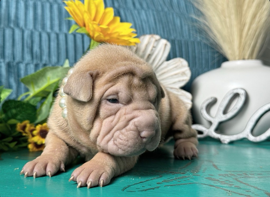 Available Puppies – Welcome to Zealous Blue Shar Pei
