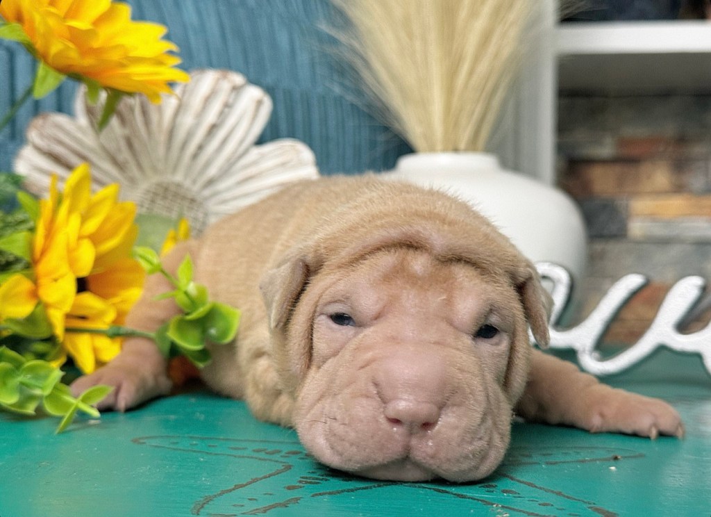 Available Puppies – Welcome to Zealous Blue Shar Pei
