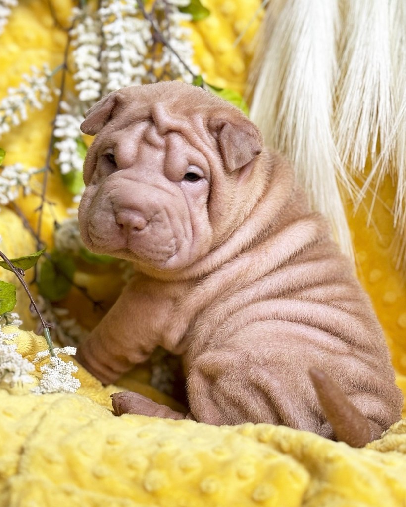 Available Puppies – Welcome to Zealous Blue Shar Pei