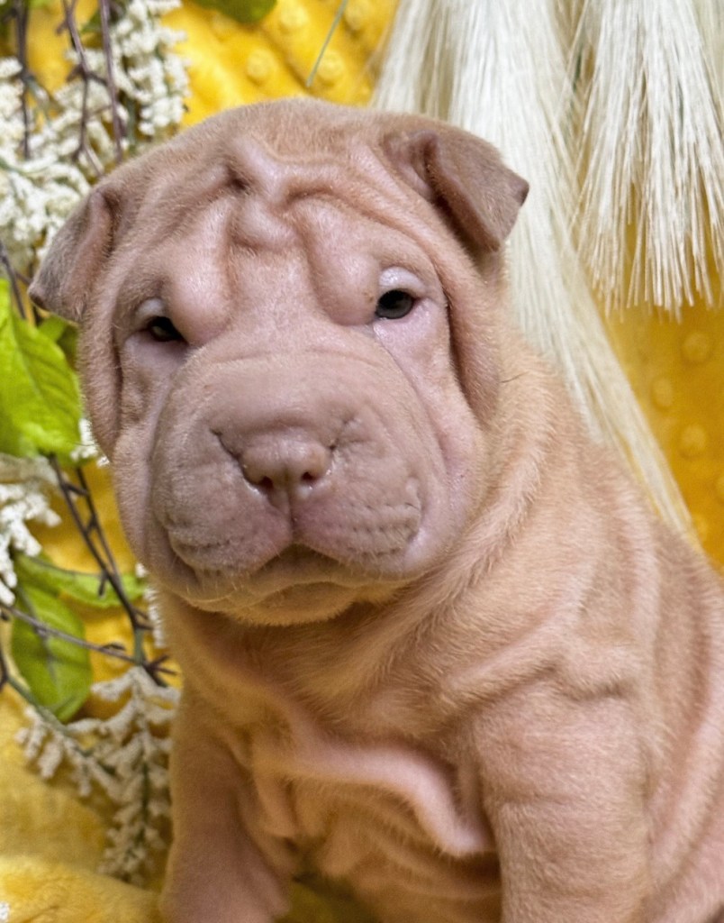 Available Puppies – Welcome to Zealous Blue Shar Pei