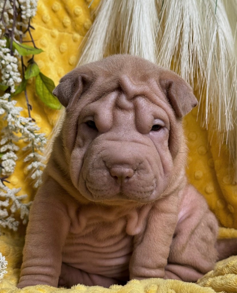 Available Puppies – Welcome to Zealous Blue Shar Pei