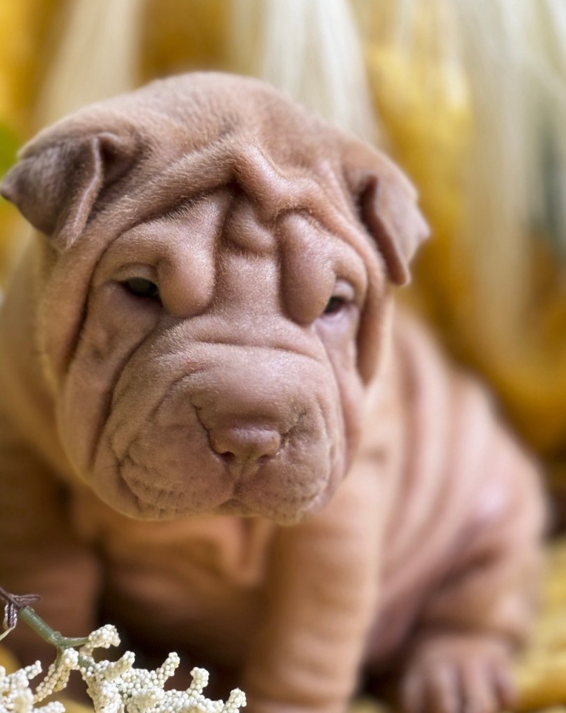 Available Puppies – Welcome to Zealous Blue Shar Pei