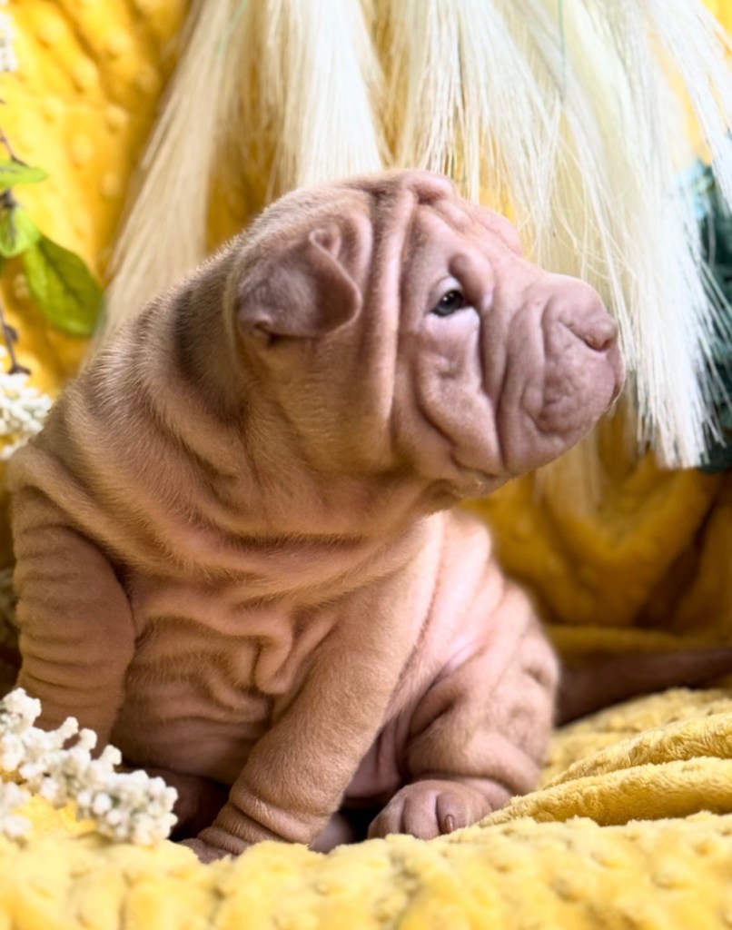 Available Puppies – Welcome to Zealous Blue Shar Pei
