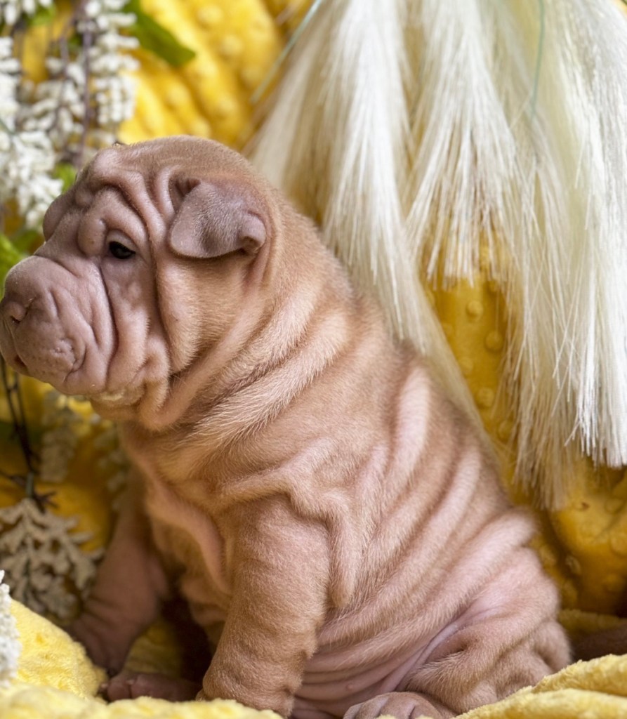 Available Puppies – Welcome to Zealous Blue Shar Pei