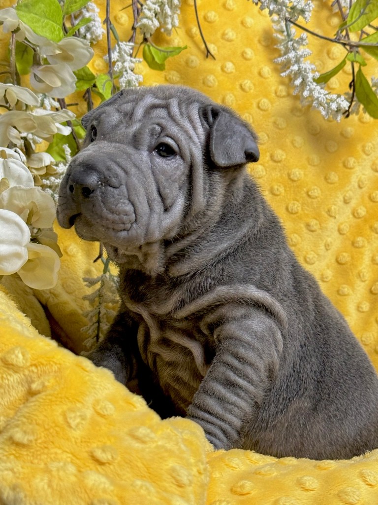 Available Puppies – Welcome to Zealous Blue Shar Pei