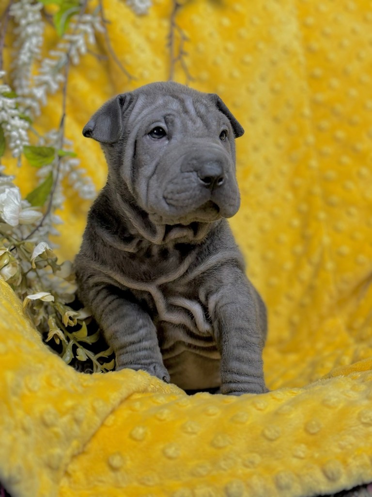 Available Puppies – Welcome to Zealous Blue Shar Pei