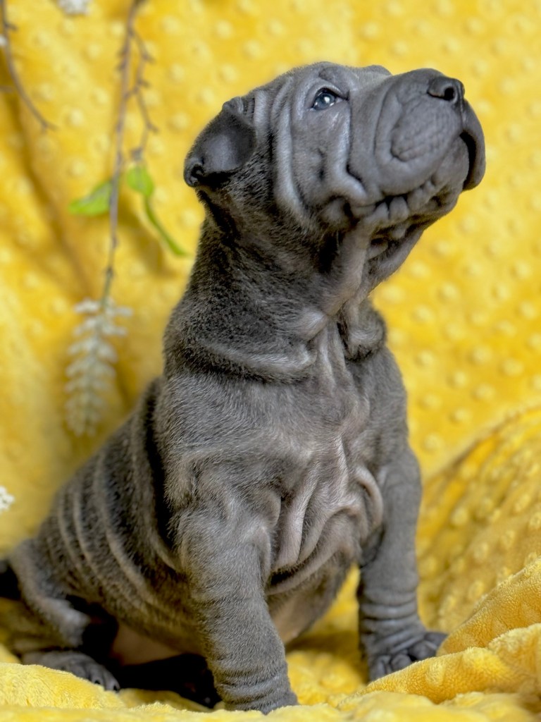 Available Puppies – Welcome to Zealous Blue Shar Pei