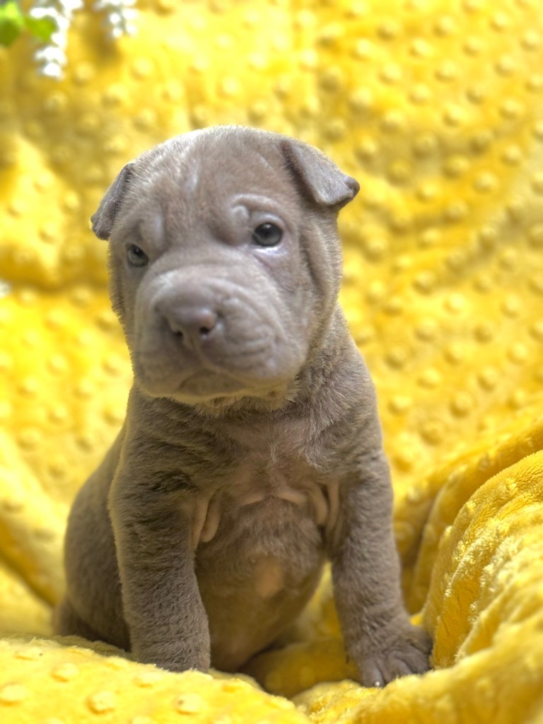Available Puppies – Welcome to Zealous Blue Shar Pei