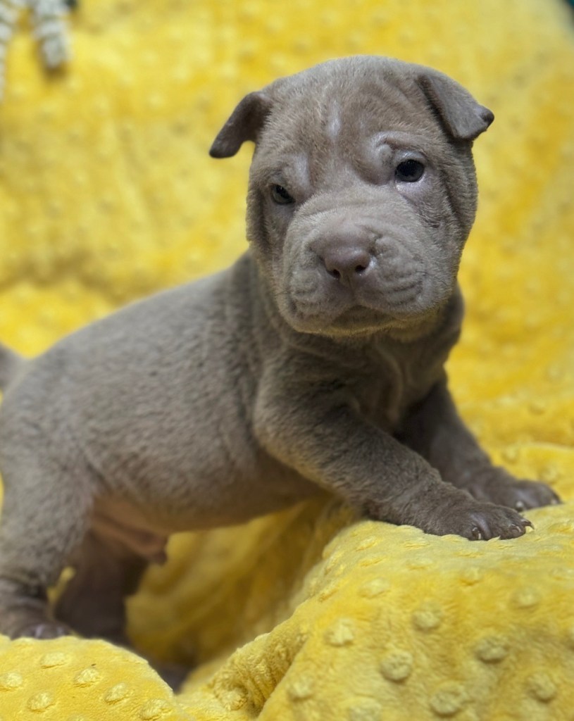 Available Puppies – Welcome to Zealous Blue Shar Pei