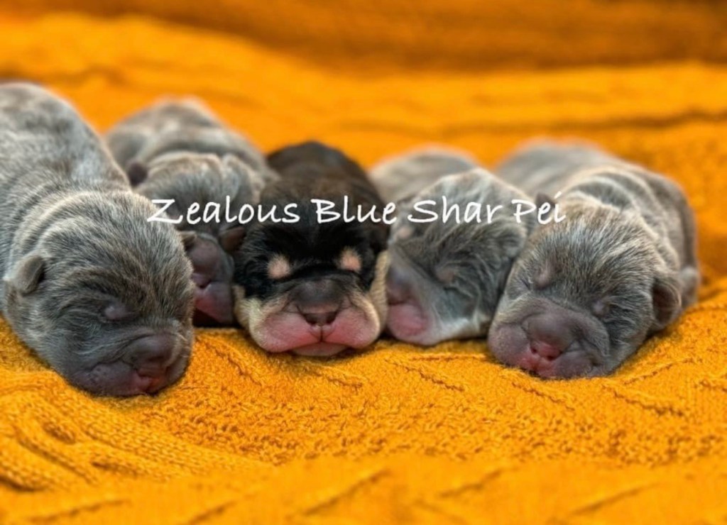 Welcome to Zealous Blue Shar Pei – Virginia Shar-Pei Puppies (We ...