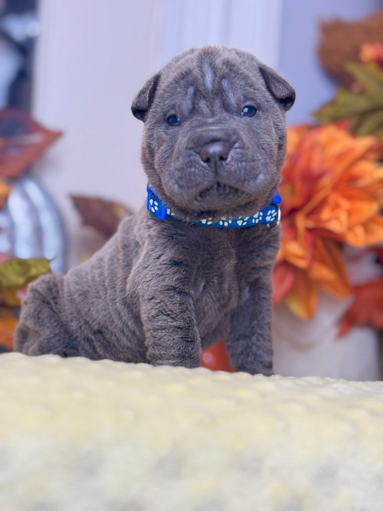 Available Puppies – Welcome to Zealous Blue Shar Pei