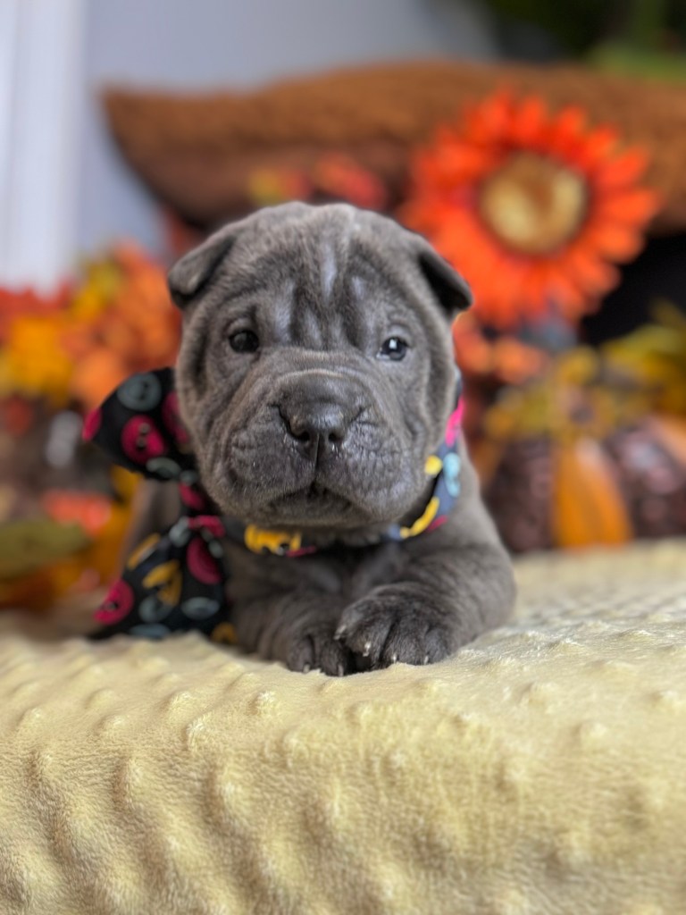 Available Puppies – Welcome to Zealous Blue Shar Pei