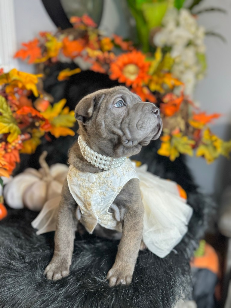 Available Puppies – Welcome to Zealous Blue Shar Pei