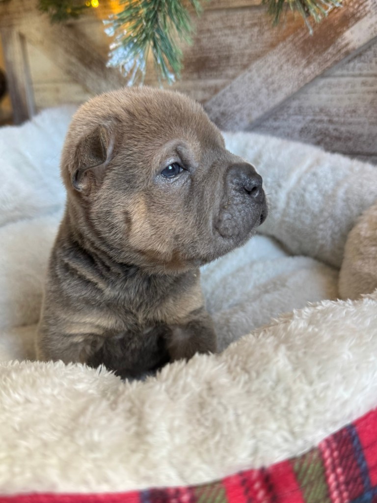 Available Puppies – Welcome to Zealous Blue Shar Pei