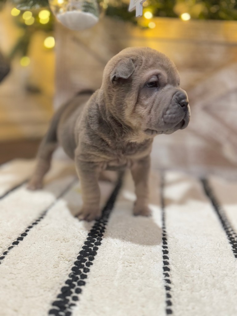 Available Puppies – Welcome to Zealous Blue Shar Pei