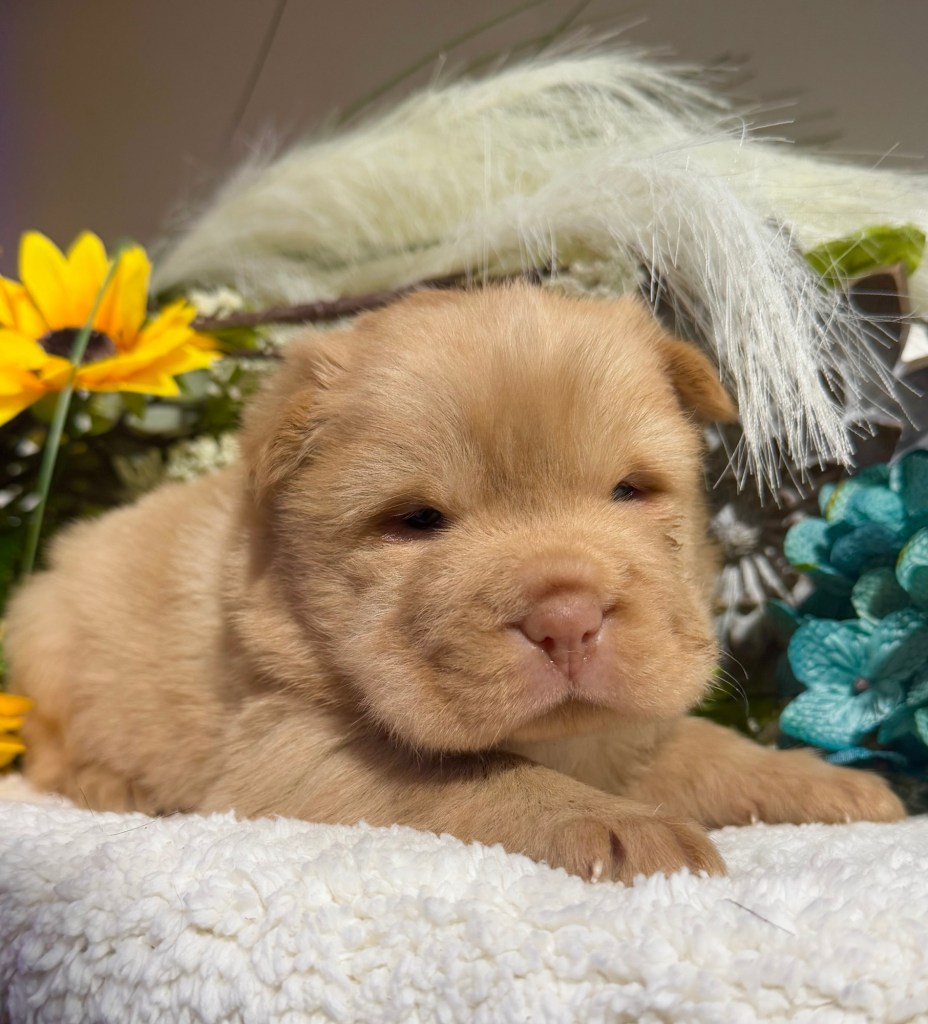 Available Puppies – Welcome to Zealous Blue Shar Pei