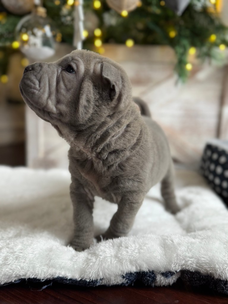 Available Puppies – Welcome to Zealous Blue Shar Pei
