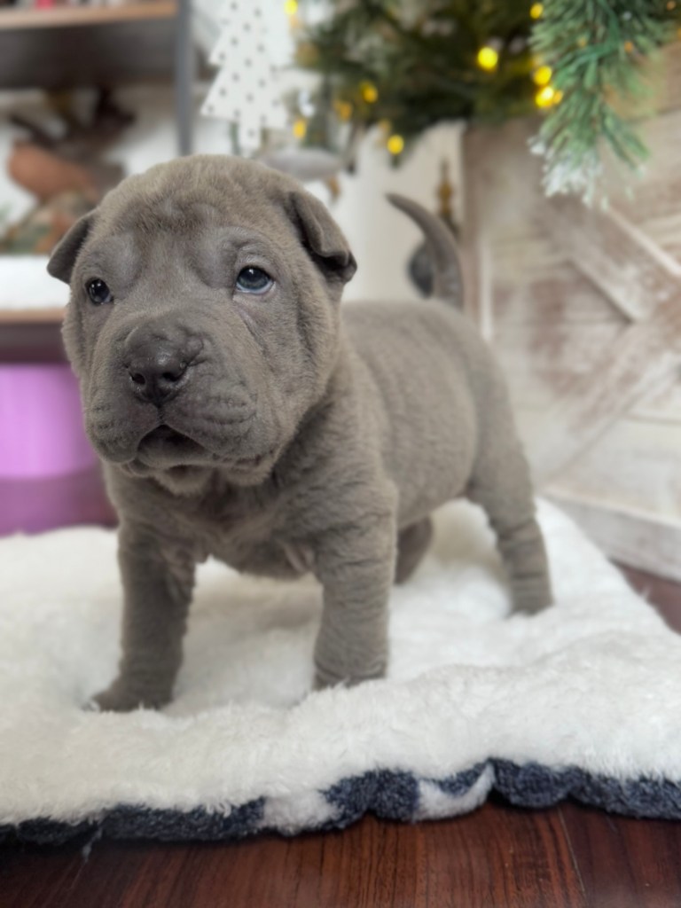 Available Puppies – Welcome to Zealous Blue Shar Pei