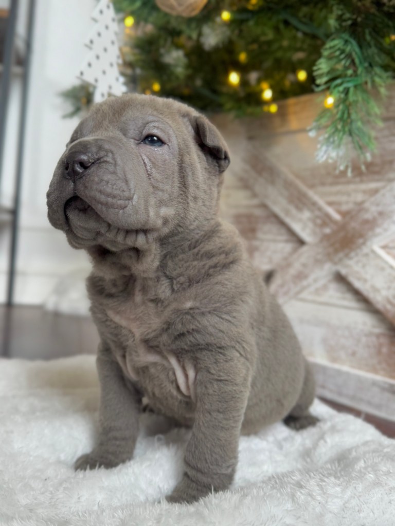 Available Puppies – Welcome to Zealous Blue Shar Pei