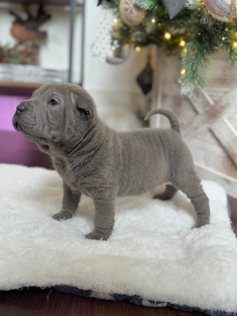 Available Puppies – Welcome to Zealous Blue Shar Pei